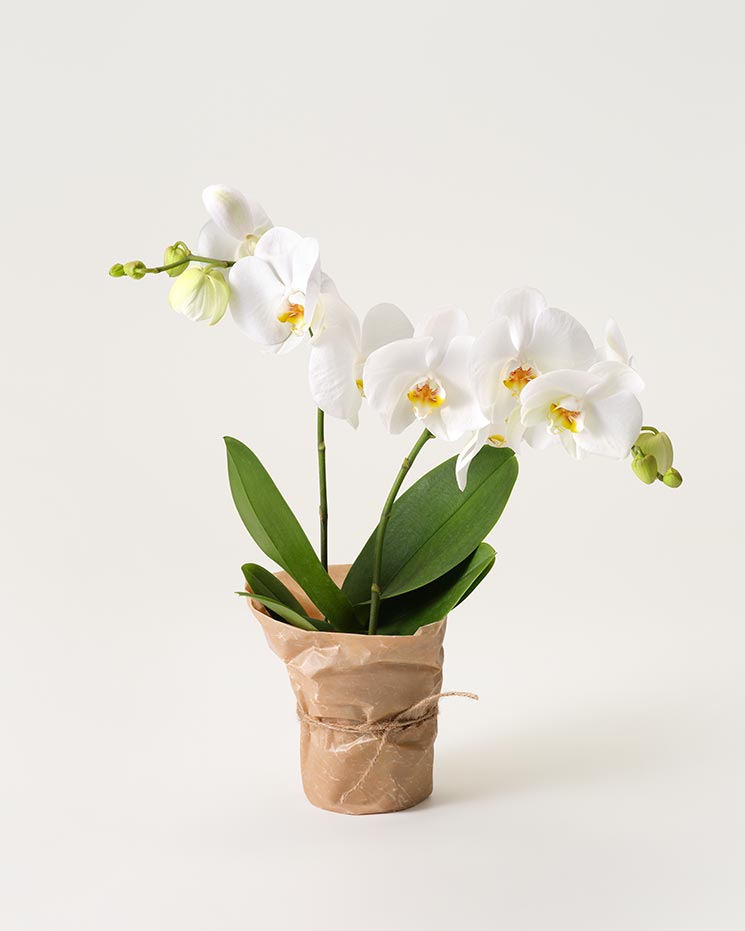 Skicka Blommogram via Interflora Best Flower